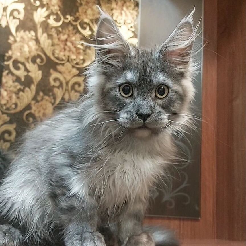 Котята мейн-кун