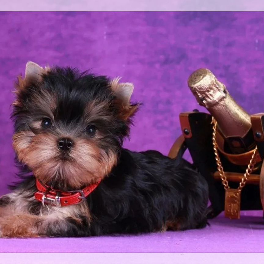 Йоркширский терьер, щенок