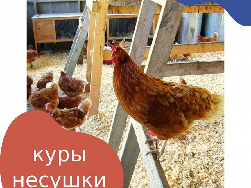 Куры несушки