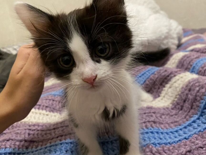 Отдам в хорошие руки котенка