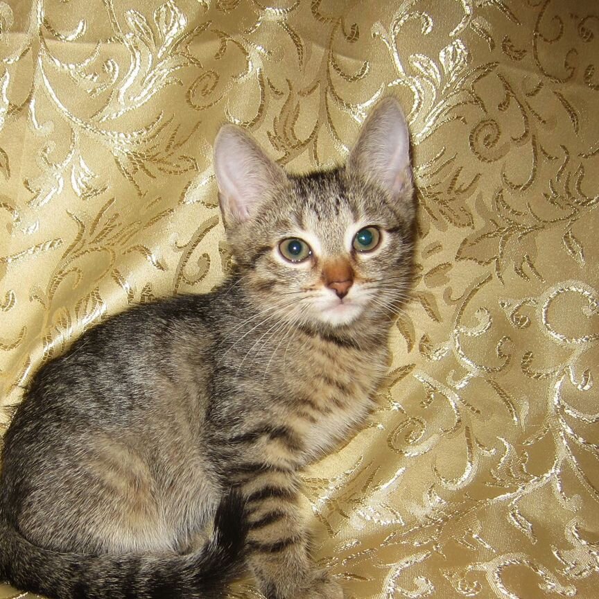 Котёнок 2,5 месяца возраст, котик чистый здоровый