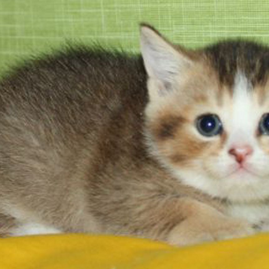 Золотая триколорка