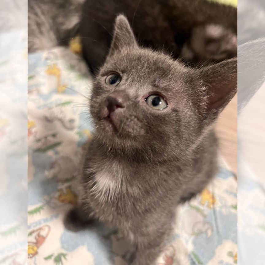 Котёнок от частного владельца