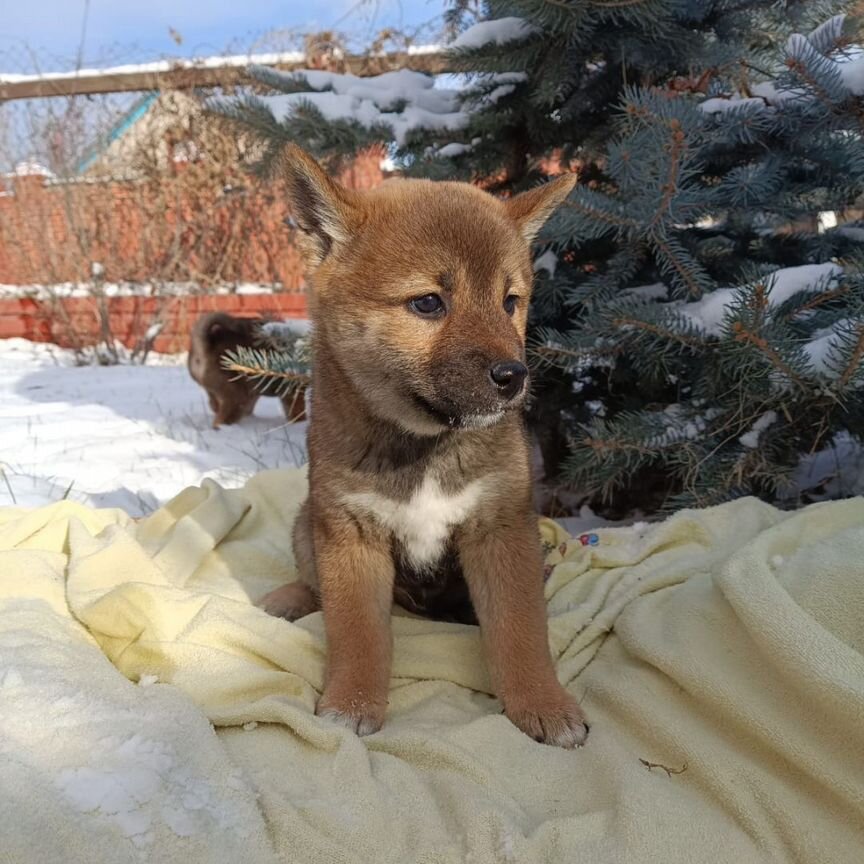 Щенки сиба ину