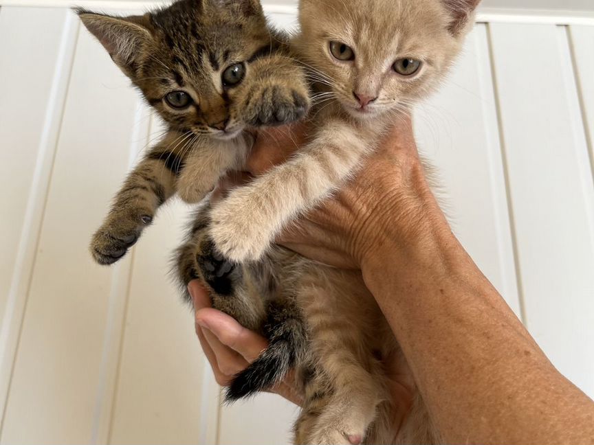 Котята мальчики