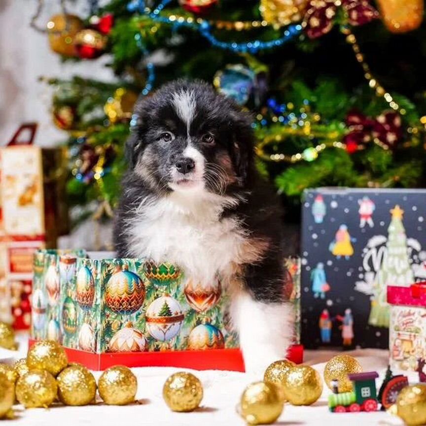 Австралийская овчарка, щенок