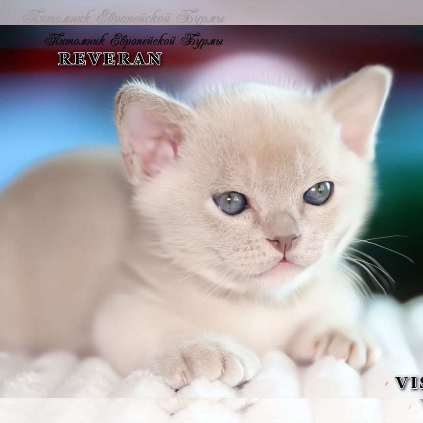 Европейский бурманский котёнок