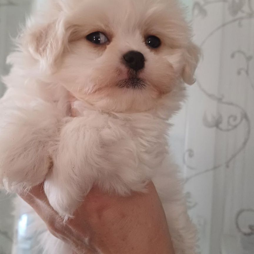 Шикарный мальчик мальтиПу