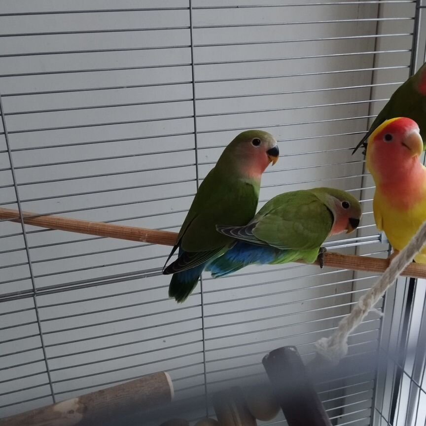 Попугай неразлучник розовощекий птенец