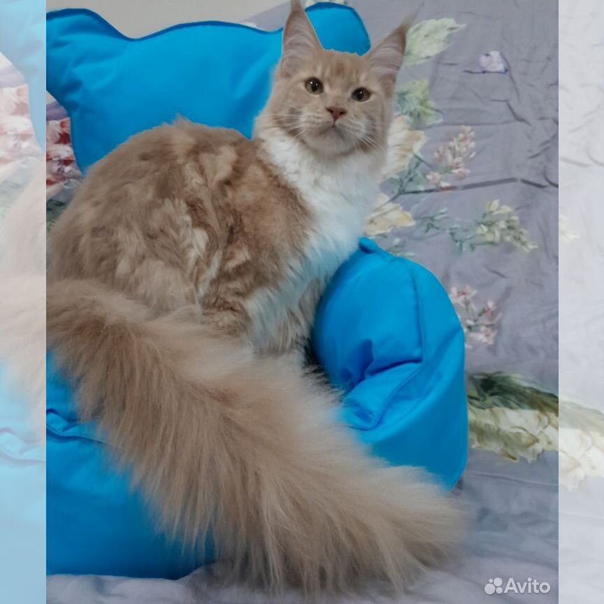 Котята мейн-кун