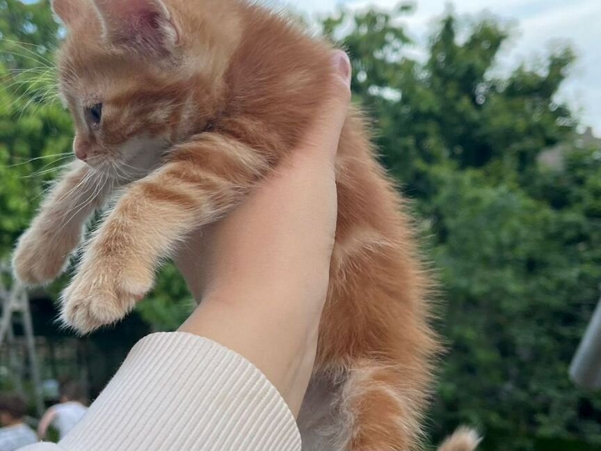 Рыжий котенок в добрые руки