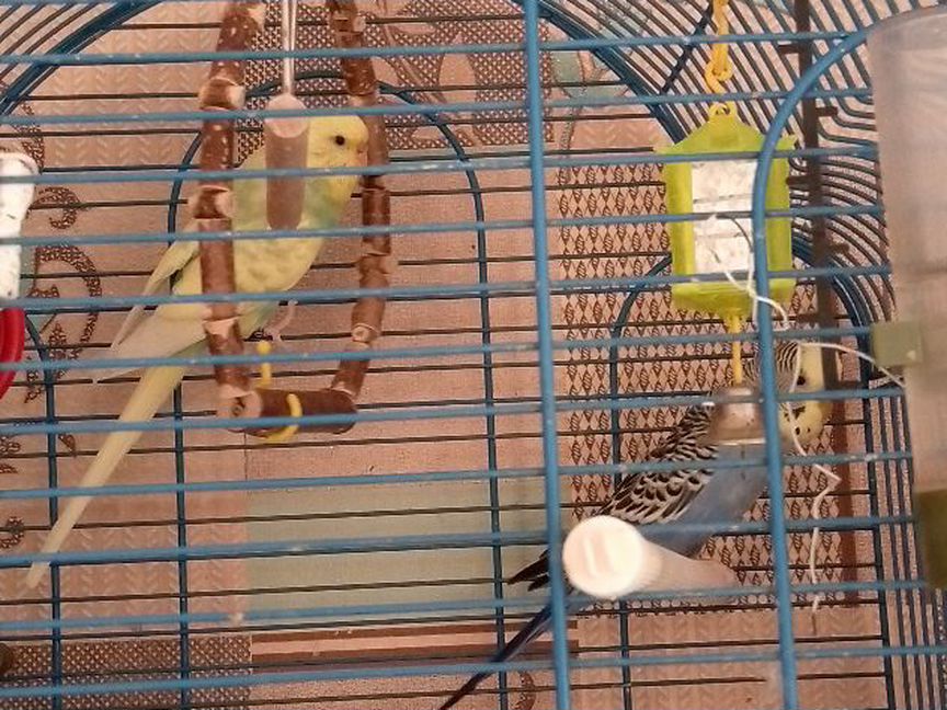 Попугаи с клеткой