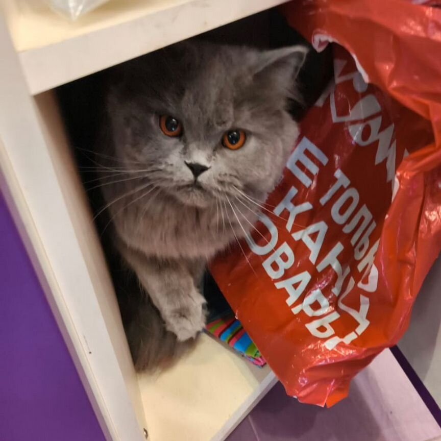 Шотландская прямоухая длинношёрстная, взрослая кошка