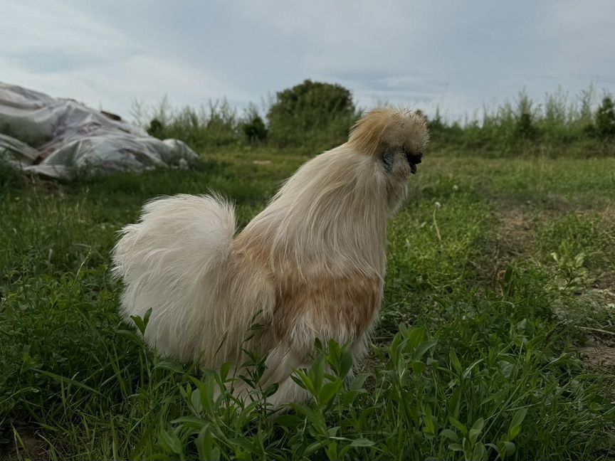 Петухи китайские шелковые