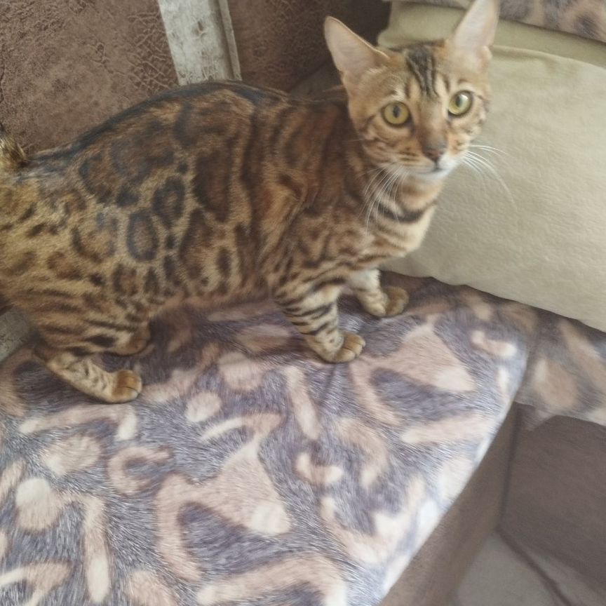 Бенгальская, взрослая кошка