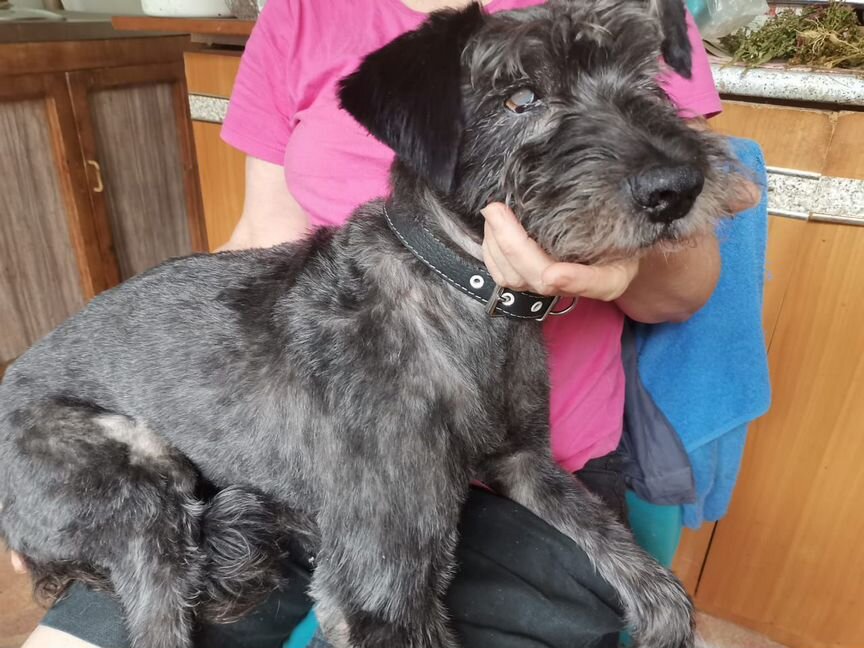 Слепой шнауцер Чарли