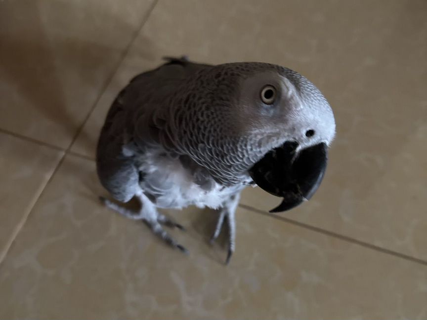 Серый попугай