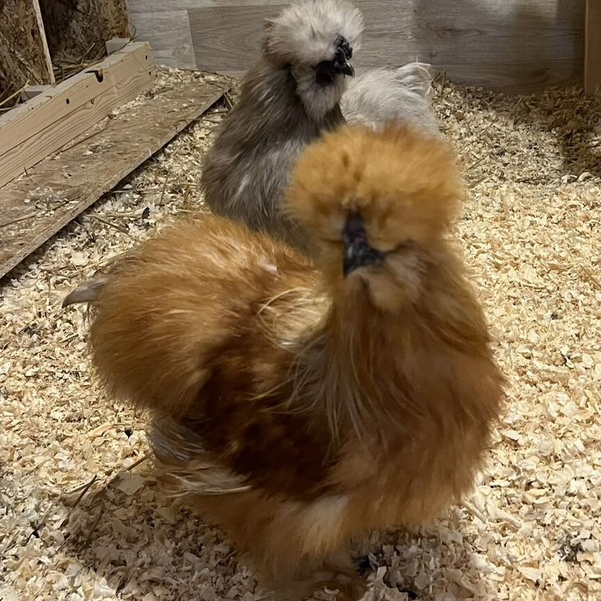 Петушки китайской шелковой