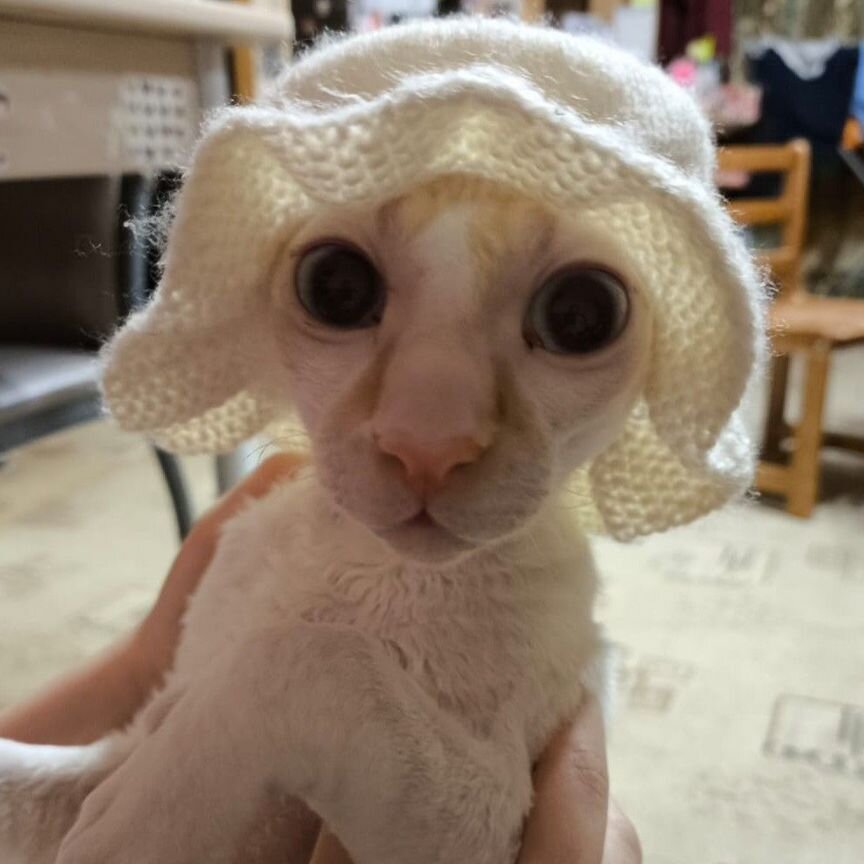 Корниш-рекс
