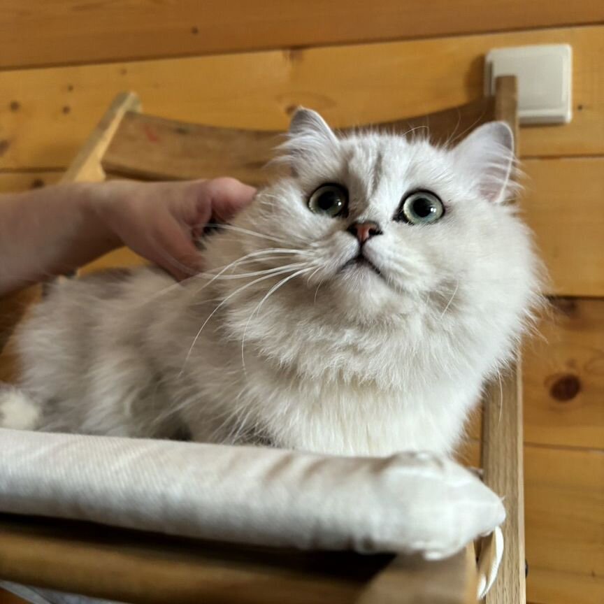 Британская длинношерстная шиншилла