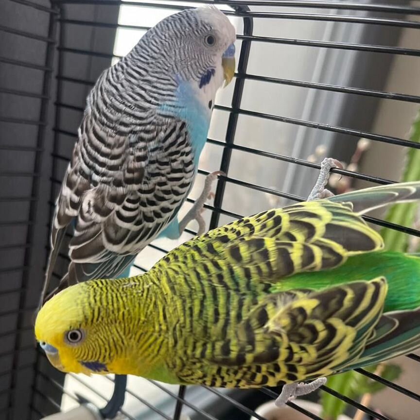 Волнистый попугай с клеткой