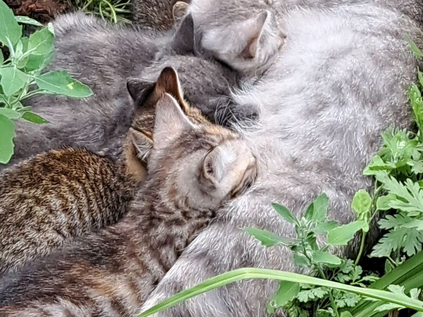 Котята в добрые руки бесплатно