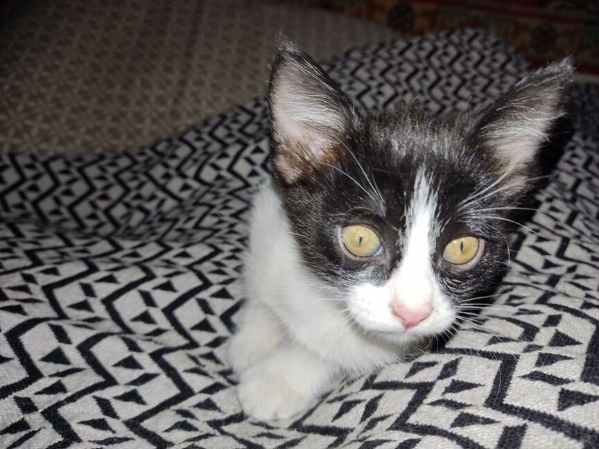 Котята отборные подарочные