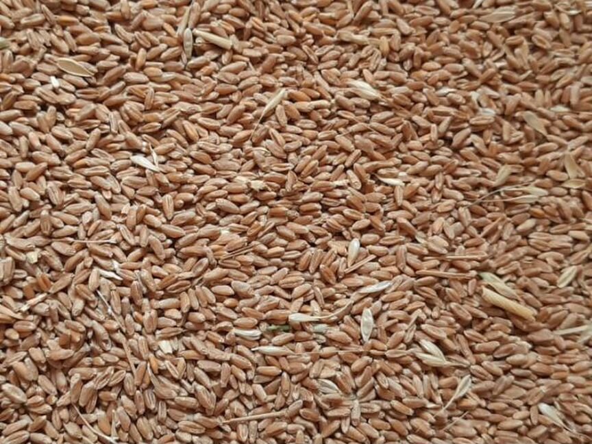 Ячмень, пшеница