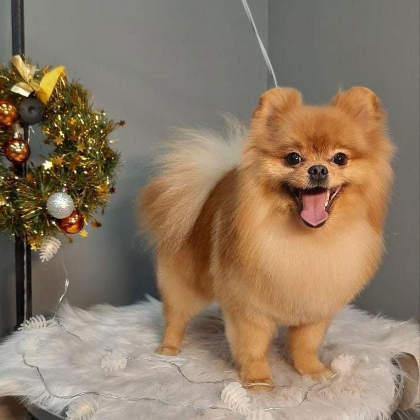 Шпиц мальчик немецкий