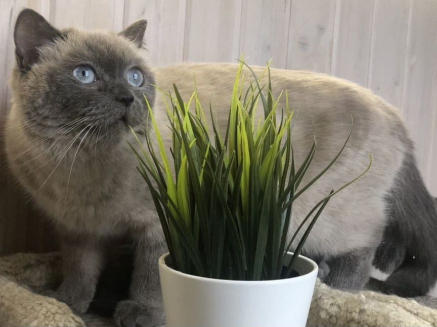 Кошка