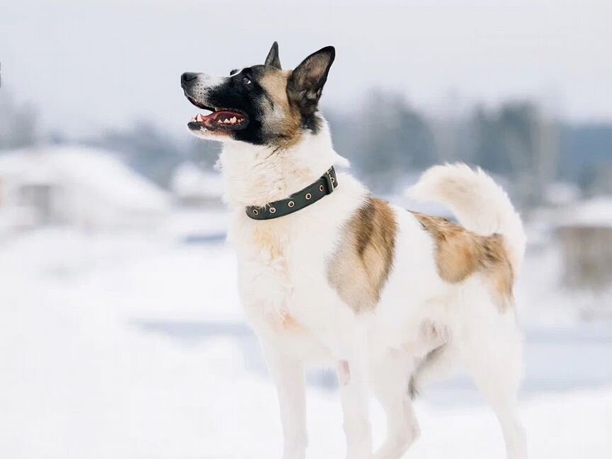 Умная Собака из приюта в добрые руки бесплатно
