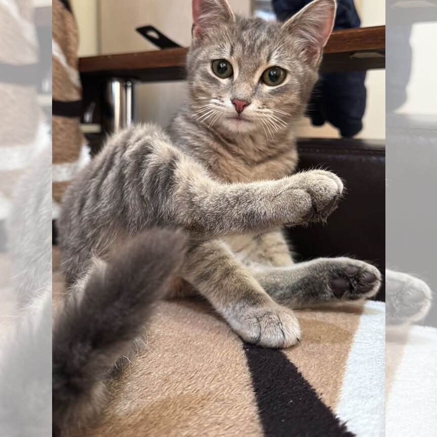 Котёнок в добрые руки