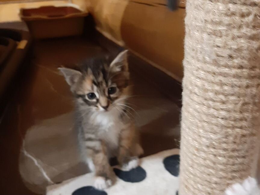 Котята в добрые руки 1 месяц