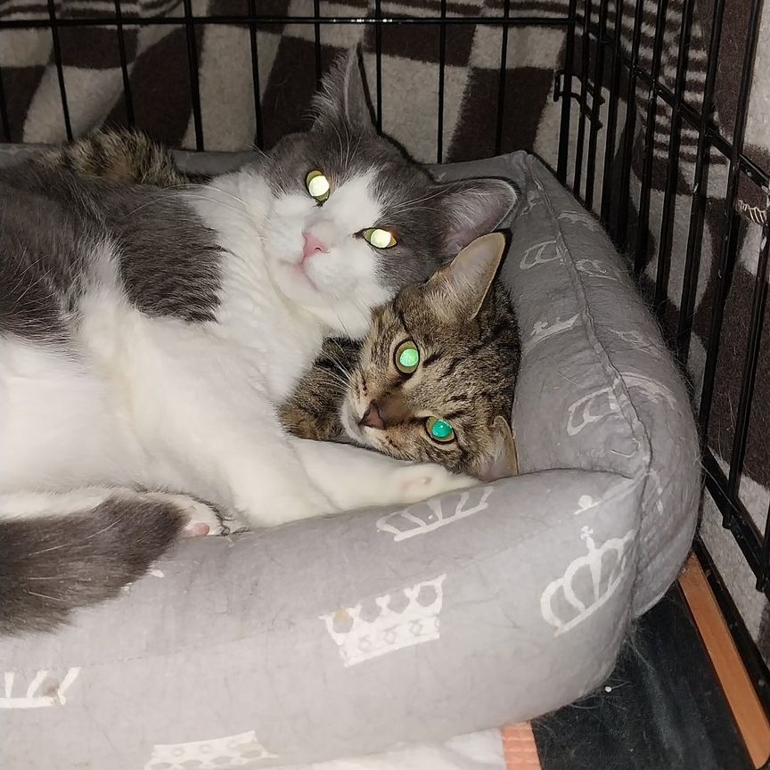Котик и кошечка ищут семью