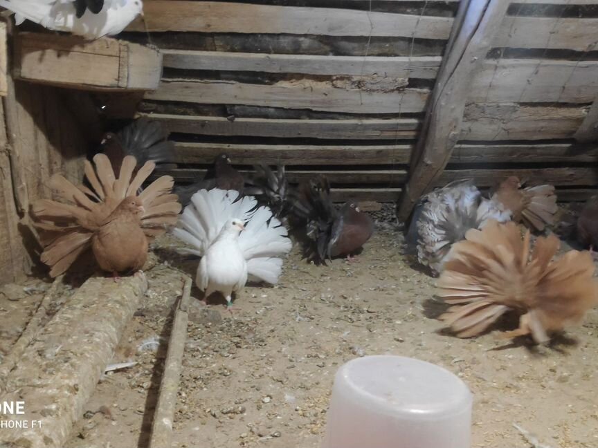 Продажа голубей