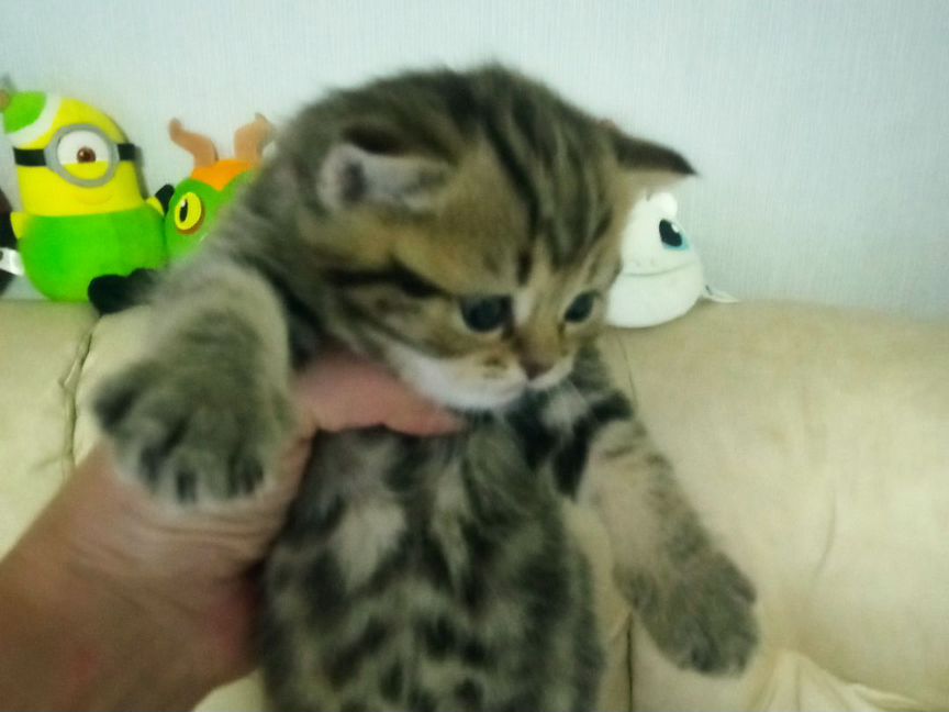 Шотландские котята