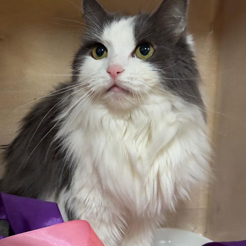 Кошка Сказка ждет вас в приюте