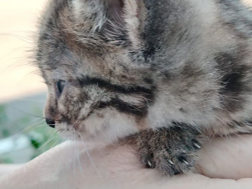 Котята в добрые руки бесплатно девочка