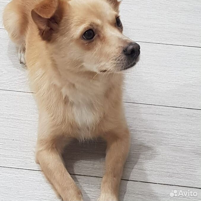 Нежный маленький пес ищет лучший дом