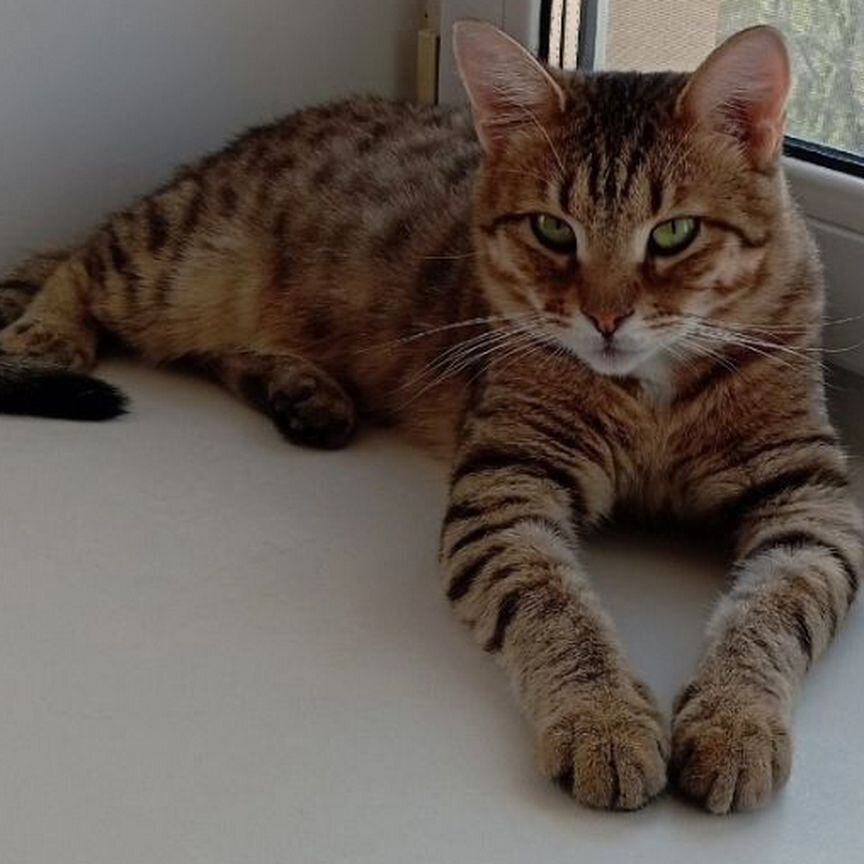 Котик 11 месяцев, стерилизован