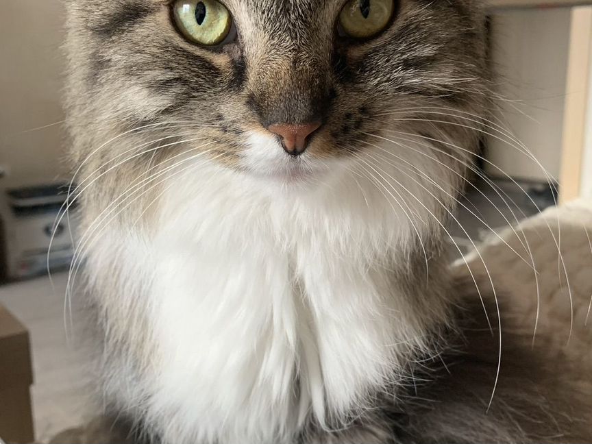 Кошка Масяня