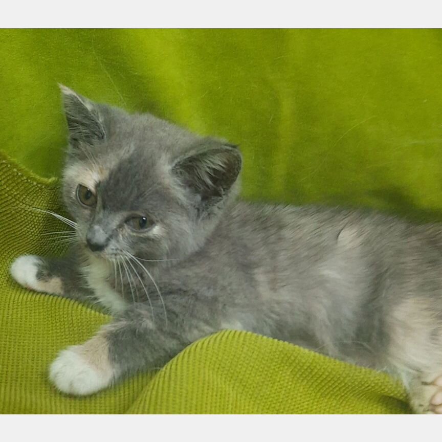 Котенок
