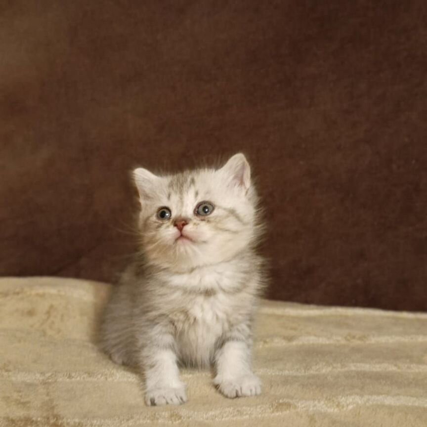 Британские котята
