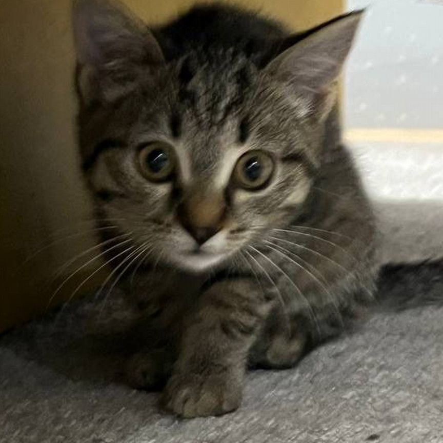 Британский короткошёрстный котёнок