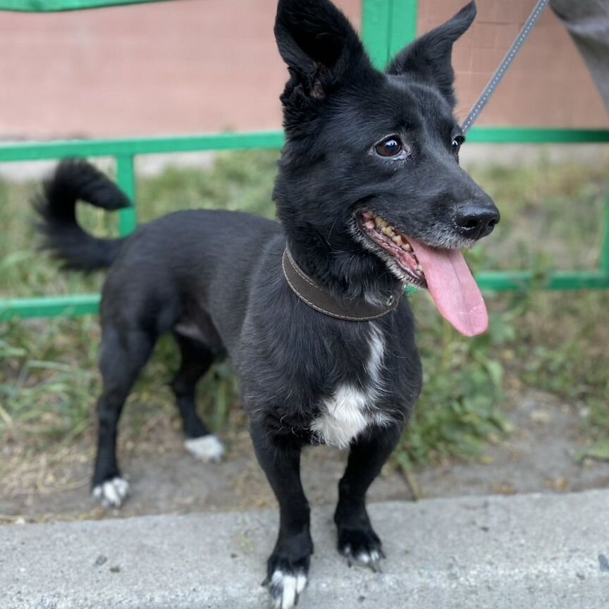 Взрослая собака в добрые руки