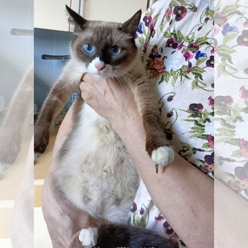 Кошечка Леся