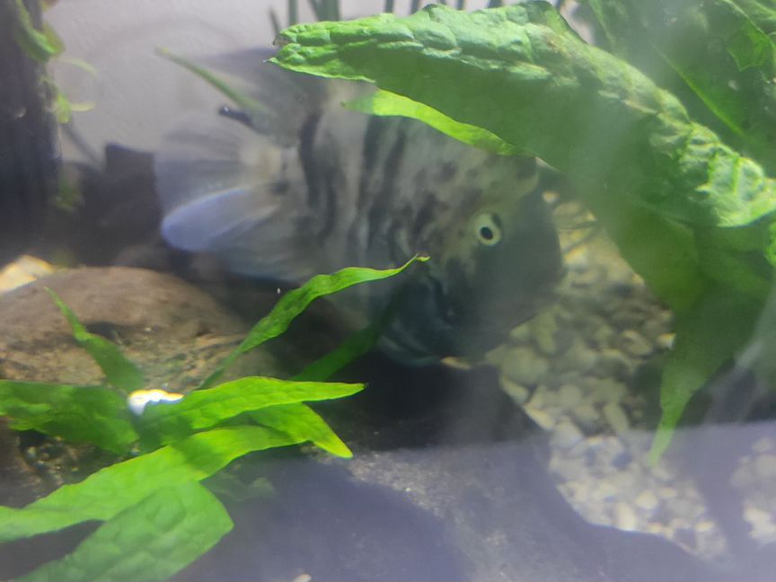 Мраморные попугайчики рыбки