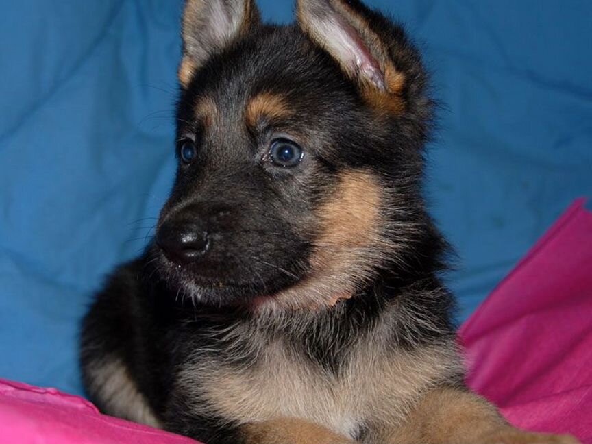 Щенки от дрессированных немецких овчарок