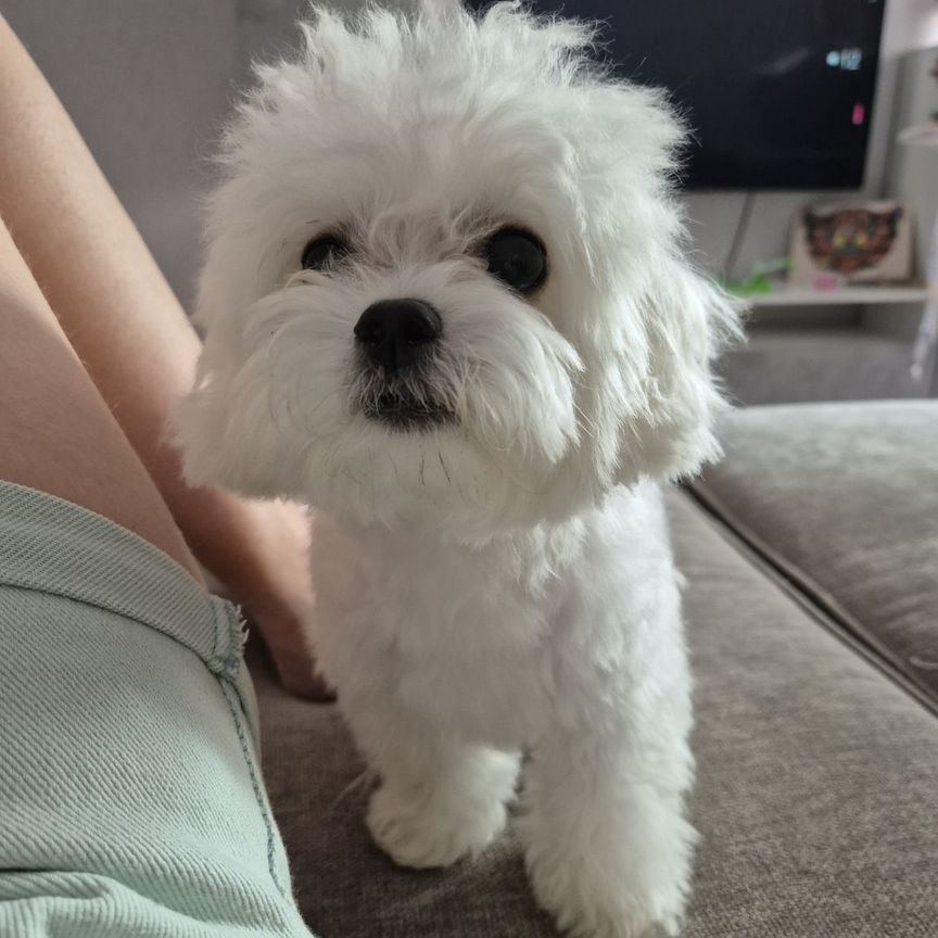 Бишон фризе мини