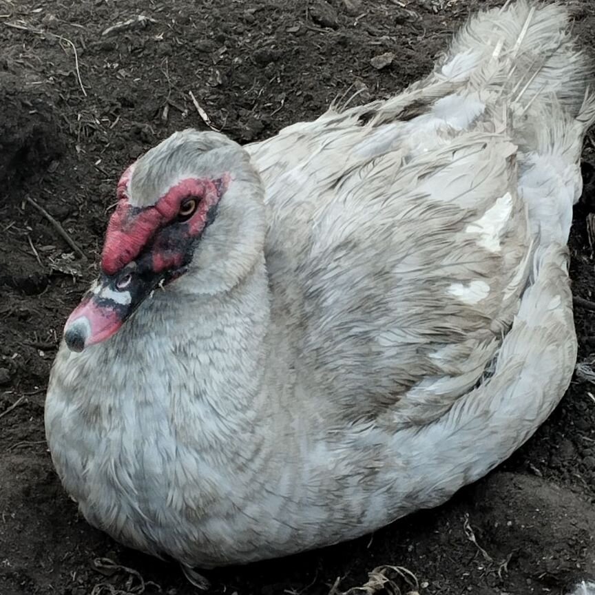 Селезень индоутки